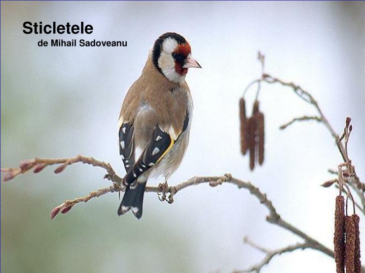 Sticletele - KIDIBOT - Bătăliile Cunoașterii