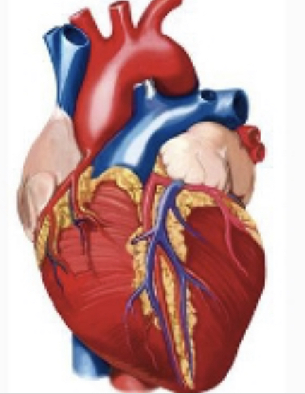 Inima - KIDIBOT - Bătăliile Cunoașterii