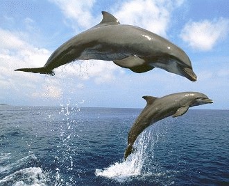 Minunata lume a animalelor-delfinul - KIDIBOT - Bătăliile Cunoașterii