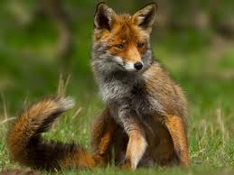 Minunata lume a animalelor - vulpea roscata - KIDIBOT - Bătăliile ...