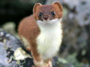 Diferențieri climatice și biogeografice europene - KIDIBOT - Bătăliile ...