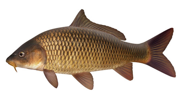 Pestele crap - KIDIBOT - Bătăliile Cunoașterii