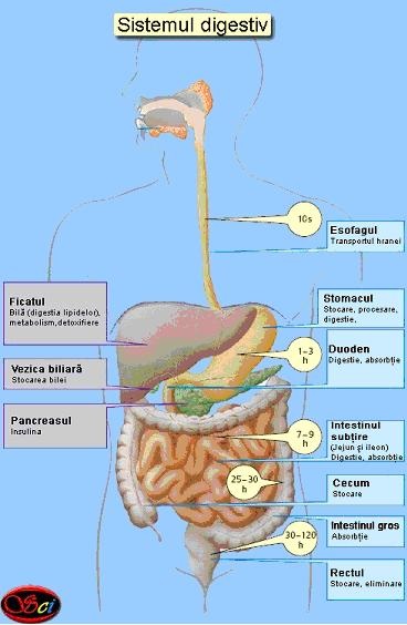 Functiile de nutritie - KIDIBOT - Bătăliile Cunoașterii