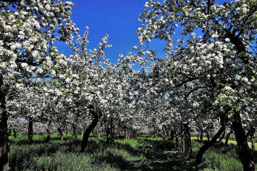 Balul pomilor - KIDIBOT - Bătăliile Cunoașterii