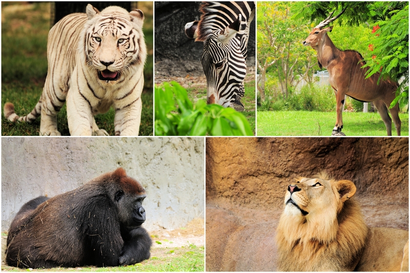 Curiozitati animale!!!! - KIDIBOT - Bătăliile Cunoașterii