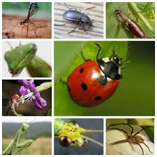 Die Insekten - KIDIBOT - Bătăliile Cunoașterii