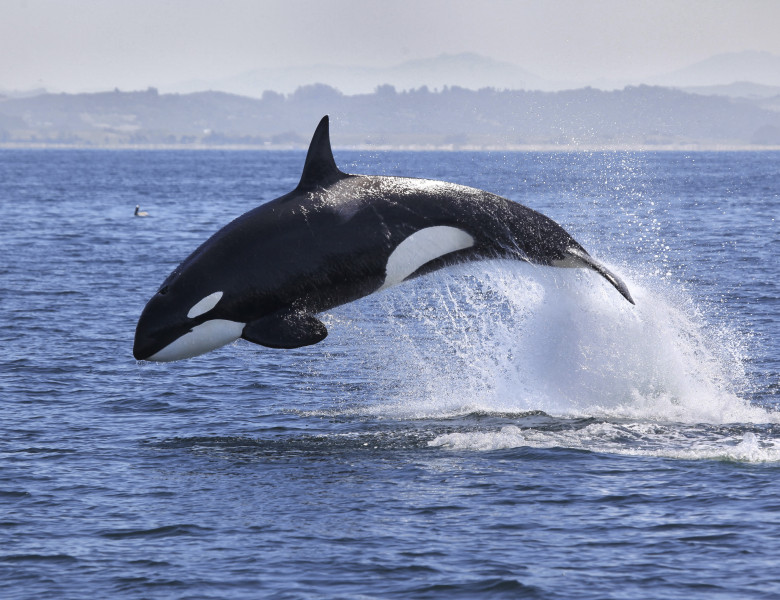 Balene ucigase - KIDIBOT - Bătăliile Cunoașterii