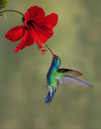 Pasarea colibri - KIDIBOT - Bătăliile Cunoașterii