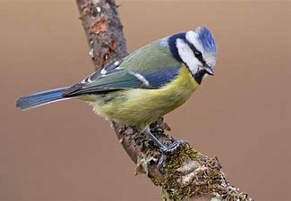 Păsările - [2] - KIDIBOT - Bătăliile Cunoașterii