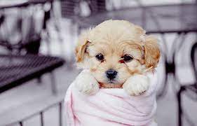 Despre caini - KIDIBOT - Bătăliile Cunoașterii