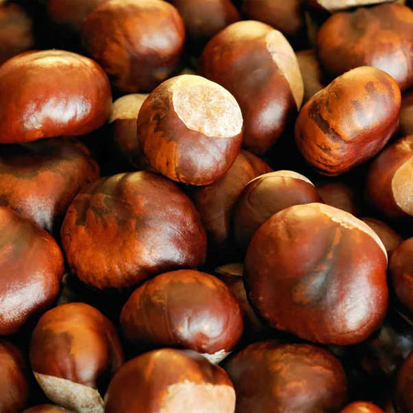 Rade Castanul - KIDIBOT - Bătăliile Cunoașterii